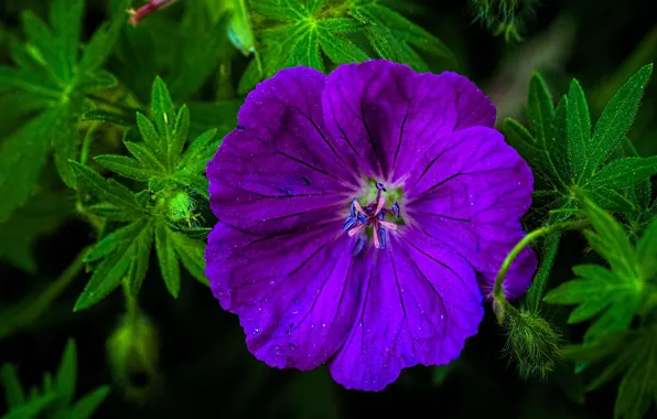Wallpaper macro, geranium, cranesbill images for desktop, section цветы ...