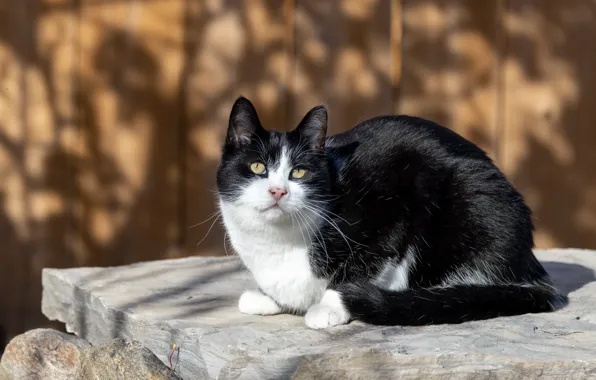 Download wallpaper cat, cat, look, nature, pose, face, section cats in ...