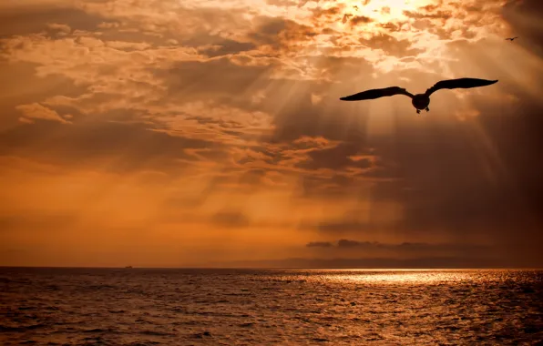 Wallpaper sea, the sun, light, clouds, bird, Japanese for mobile and ...