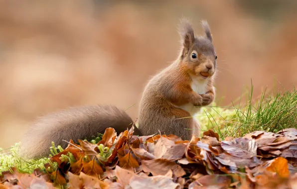Download wallpaper autumn, protein, red, section animals in resolution ...