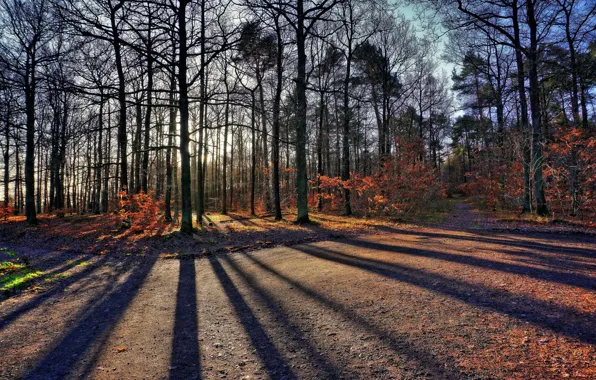 Wallpaper forest, nature, shadow for mobile and desktop, section ...