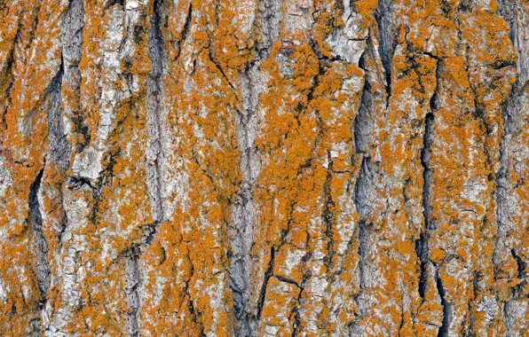Download wallpaper tree, trunk, bark, section textures in resolution ...