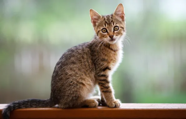 Download wallpaper cat, kitty, background, Board, kitty, sitting ...