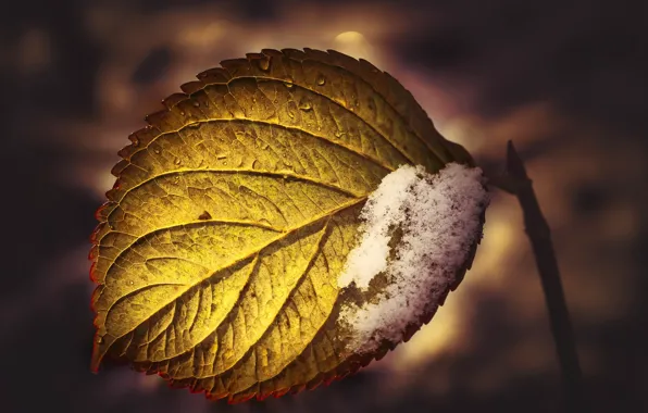 Wallpaper autumn, nature, sheet images for desktop, section природа ...