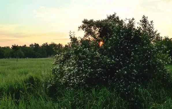 Download wallpaper forest, summer, The evening, dawn, sun.Bush, section ...