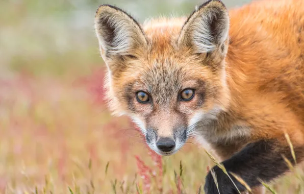 Wallpaper grass, look, face, Fox, red, bokeh for mobile and desktop, section животные ...