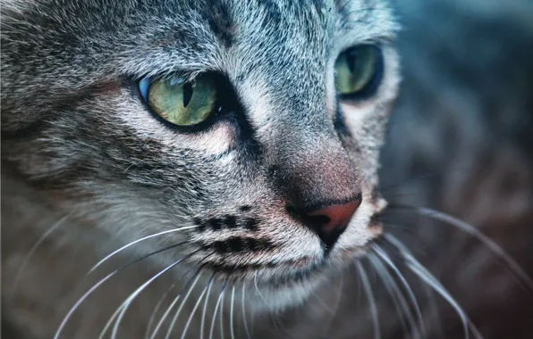 Wallpaper cat, cat eyes, catty, cat face, cat baby for mobile and ...