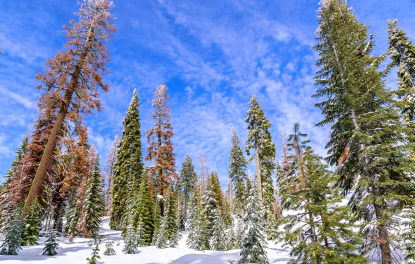 Wallpaper Nature, Winter, Taiga images for desktop, section пейзажи ...