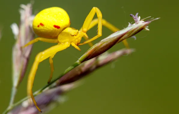 Wallpaper colors, spider, yellow for mobile and desktop, section ...
