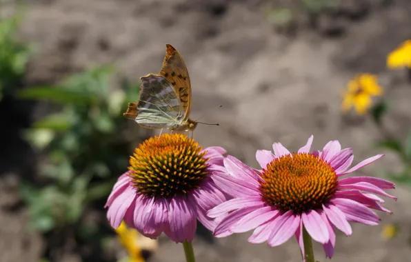 Wallpaper flowers, butterfly, insect, flower, Echinacea for mobile and ...