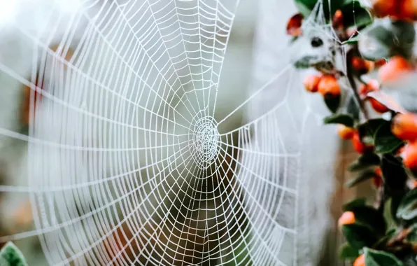 Download wallpaper Wallpaper, web, wallpaper, picture, picture, web ...