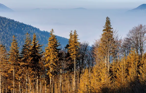 Wallpaper clouds, trees, mountains, nature, fog, Czech Republic for ...