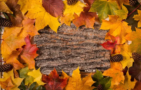Wallpaper autumn, leaves, background, colorful, rainbow, maple, wood ...