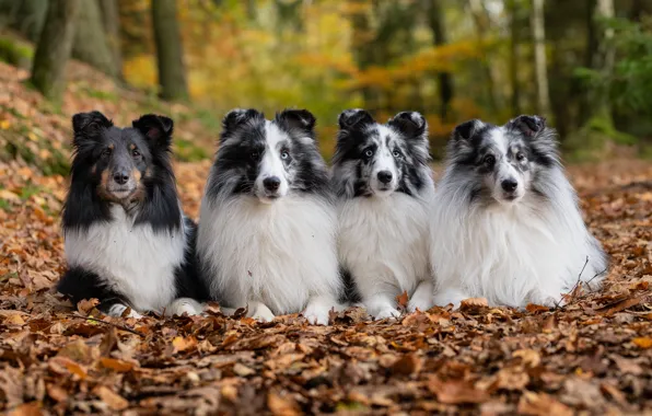 Wallpaper autumn, dog, collie for mobile and desktop, section собаки ...