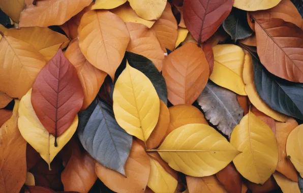 Wallpaper autumn, leaves, background, texture, colorful, autumn, leaves ...