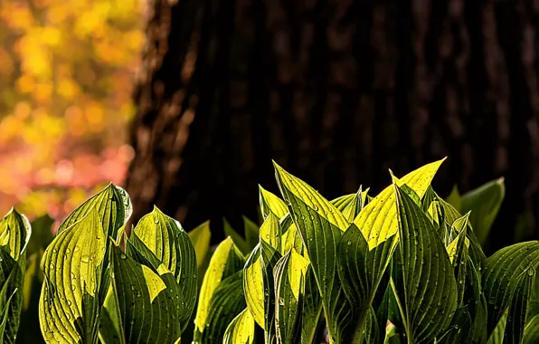 Wallpaper leaves, nature, background images for desktop, section ...