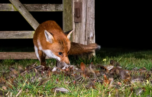 Wallpaper feathers, Fox, beast for mobile and desktop, section животные ...