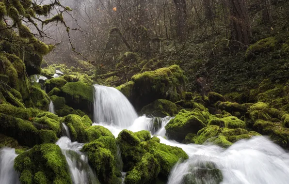 Download wallpaper forest, nature, river, section nature in resolution ...