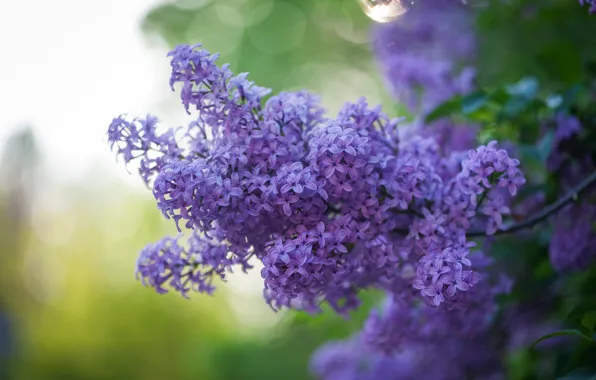 Wallpaper flowers, Bush, branch, spring, gentle, flowering, lilac ...