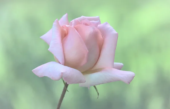 Wallpaper background, pink, rose for mobile and desktop, section цветы ...