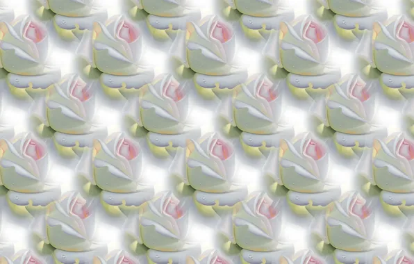 Download wallpaper flower, Rosa, rose, texture, art, section textures ...