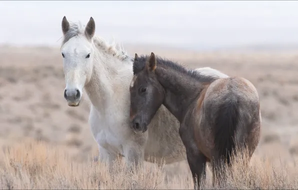 Download wallpaper animals, horse, two, animals, two, horses, section ...