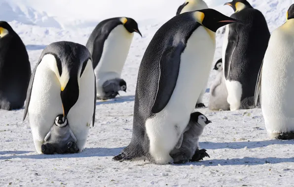 Download wallpaper penguins, Antarctica, Imperial, section animals in ...