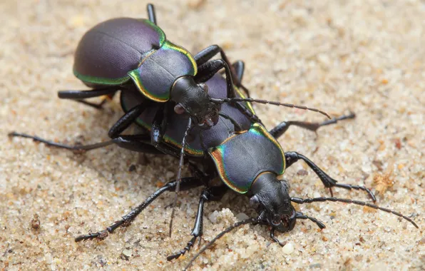 Wallpaper sand, erotic, macro, love, insects, pose, background, spring ...