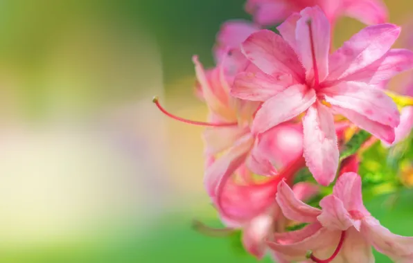 Download wallpaper macro, background, Azalea, section flowers in ...