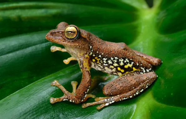 Wallpaper leaves, macro, frog for mobile and desktop, section животные ...