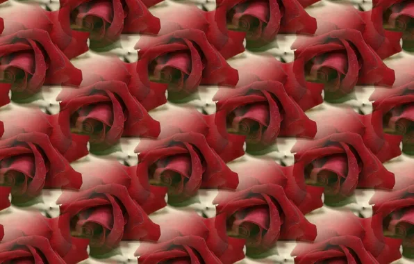 Wallpaper flowers, background, rose, texture images for desktop ...