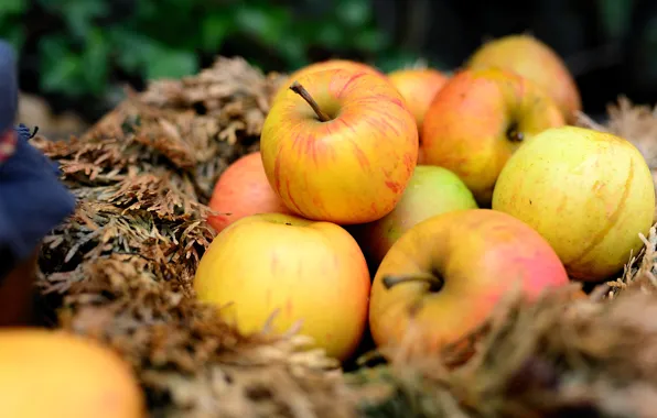 Wallpaper leaves, apples, yellow, harvest, fruit, bokeh for mobile and ...