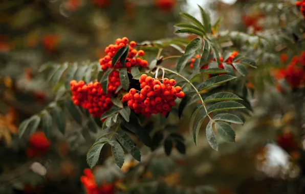 Wallpaper summer, nature, Rowan for mobile and desktop, section природа ...