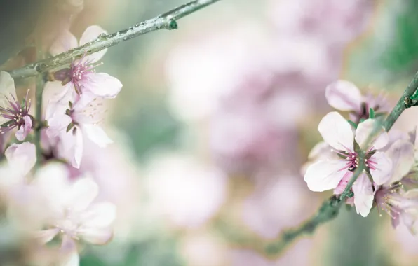 Wallpaper flowers, photo, Wallpaper, branch, spring, petals, cherry for ...
