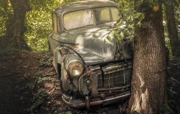 Wallpaper machine, trees, scrap for mobile and desktop, section разное ...