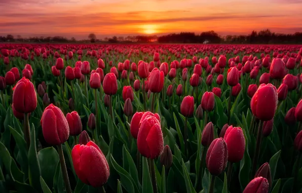 Wallpaper field, flowers, spring, tulips, a lot, flower field ...