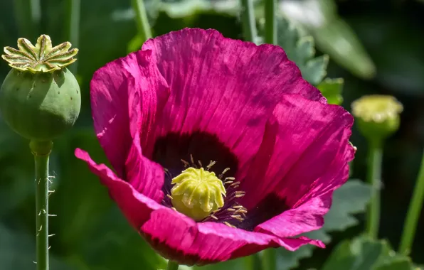 Wallpaper macro, pink, Mac, the fruit for mobile and desktop, section ...