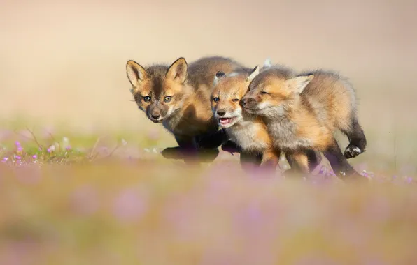 Wallpaper the game, running, trio, lawn, Fox, three Fox for mobile and ...