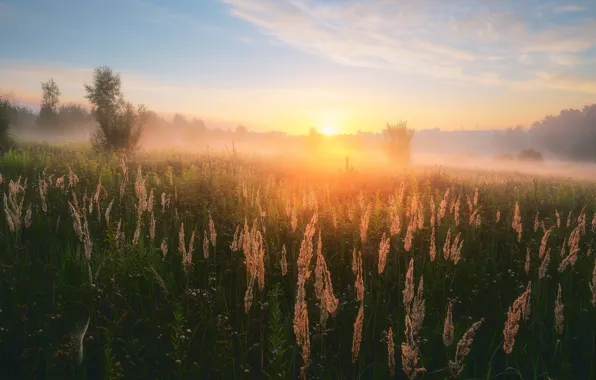 Download wallpaper field, fog, morning, section landscapes in ...