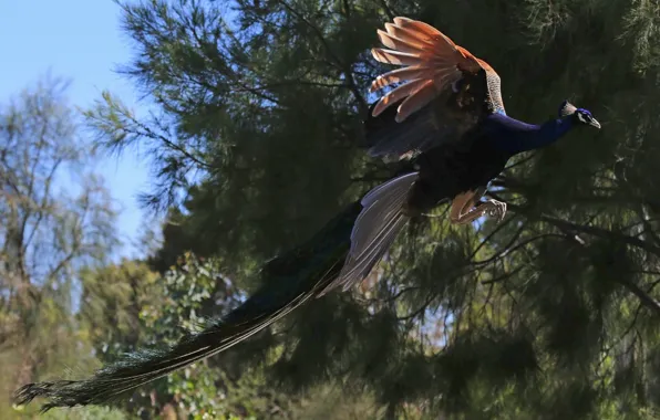 Wallpaper bird, peacock, in flight for mobile and desktop, section ...