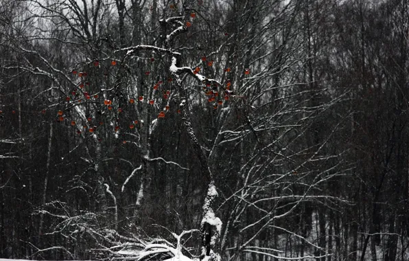 Wallpaper winter, apples, Apple images for desktop, section природа ...