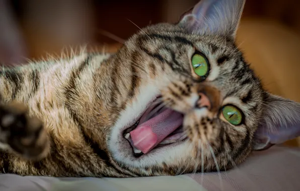 Wallpaper cat, cat, Kote images for desktop, section кошки - download