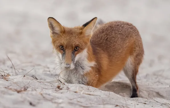 Wallpaper nature, Fox, beast for mobile and desktop, section животные ...