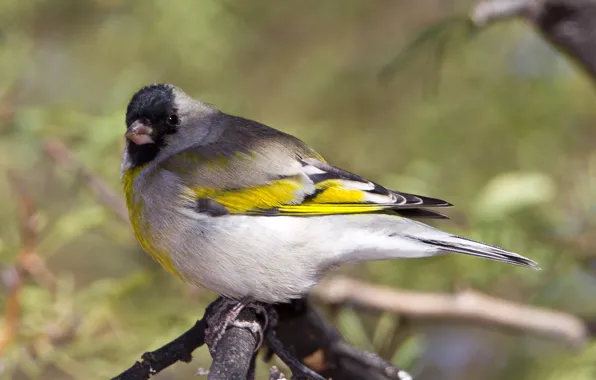 Wallpaper branches, bird, tail, the masked Canary for mobile and ...