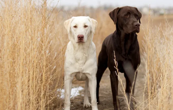 Download wallpaper field, dogs, background, section dog in resolution ...