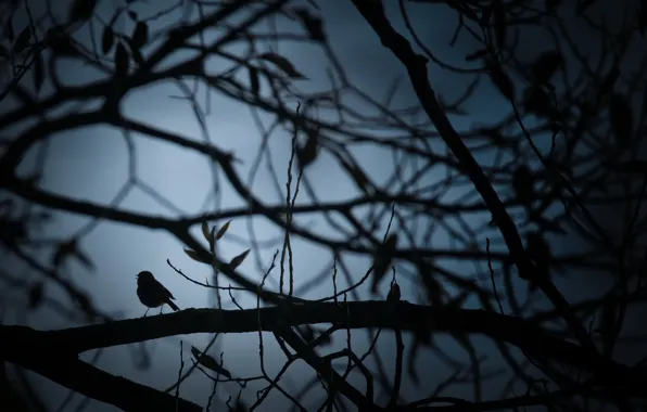 Wallpaper trees, night, bird for mobile and desktop, section природа ...