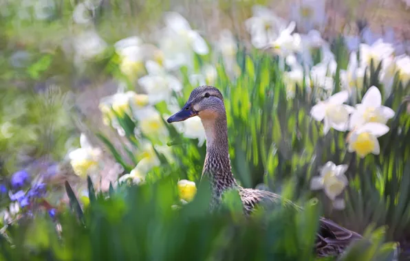Wallpaper flowers, bird, duck, spring, flowerbed, daffodils, bokeh for ...