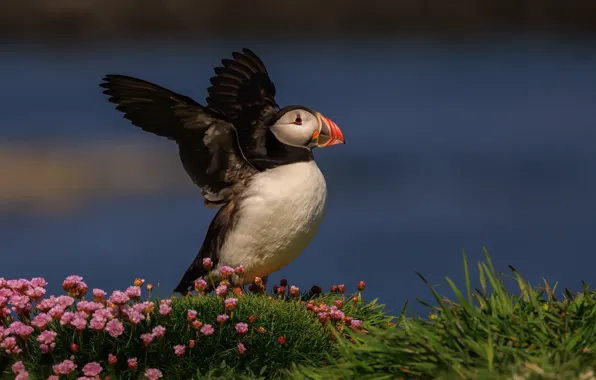Wallpaper nature, pose, bird, stalled, Atlantic puffin for mobile and ...