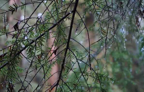 Wallpaper forest, water, drops, branch, after the rain, drops from the ...