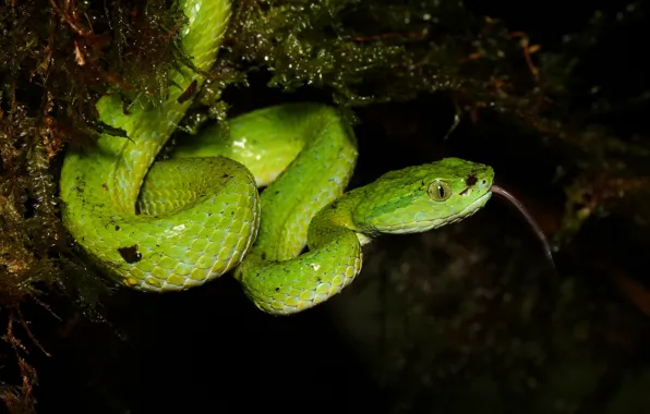 Wallpaper language, pose, the dark background, moss, snake, green ...